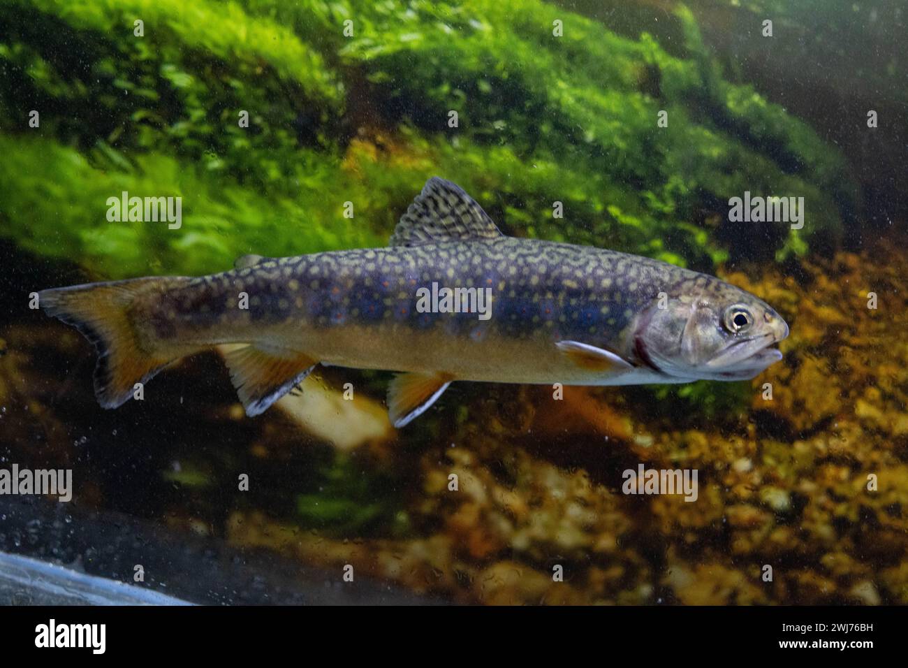 Water of charr hi-res stock photography and images - Alamy