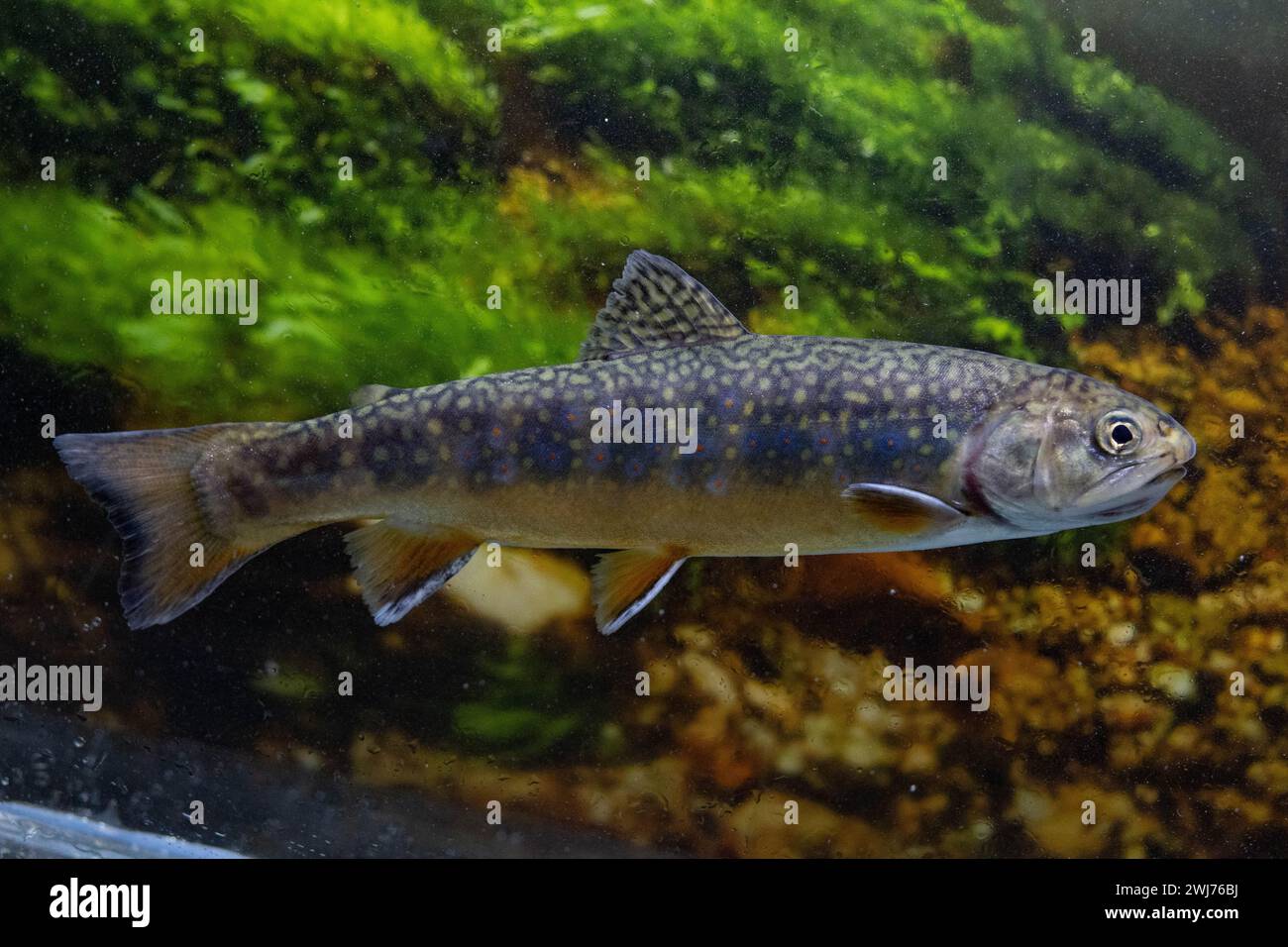 Brook charr hi-res stock photography and images - Alamy