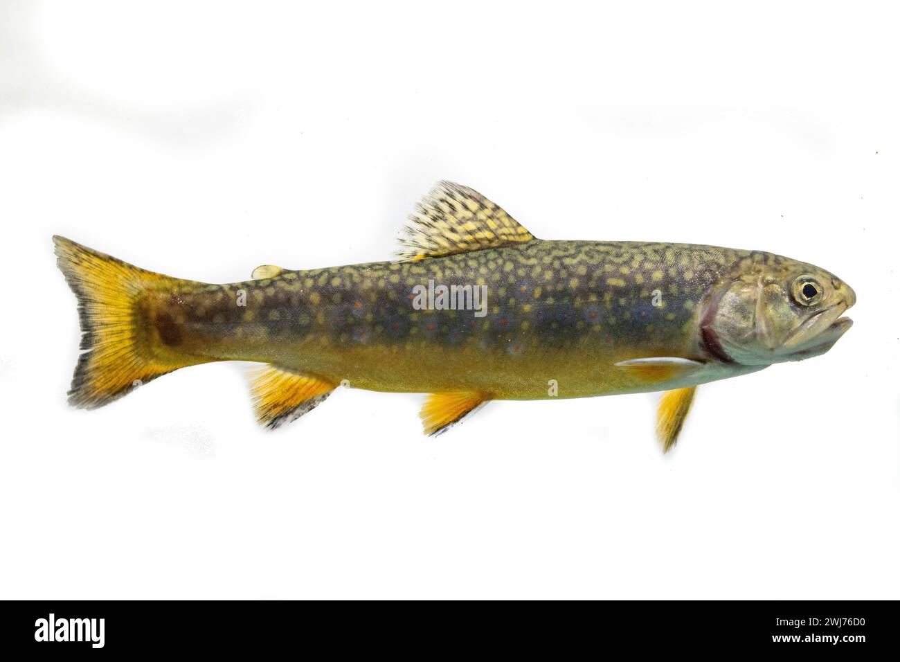 brook trout on white back drop Stock Photo - Alamy