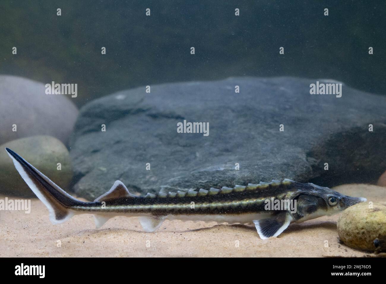 Acipenser guldenstaedti hi-res stock photography and images - Alamy