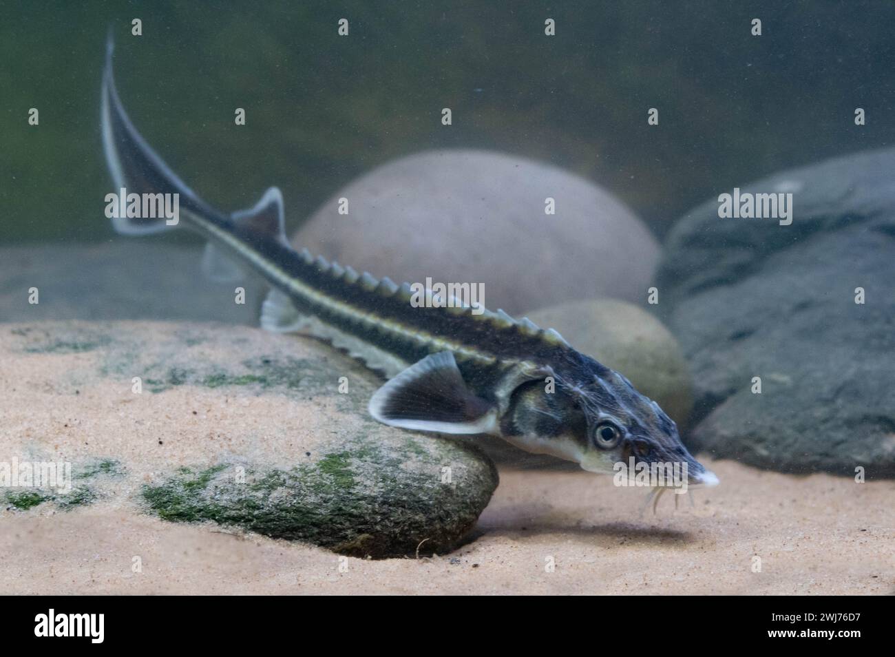 Diamond Sturgeon - Acipenser Guldenstaedti Stock Photo - Alamy