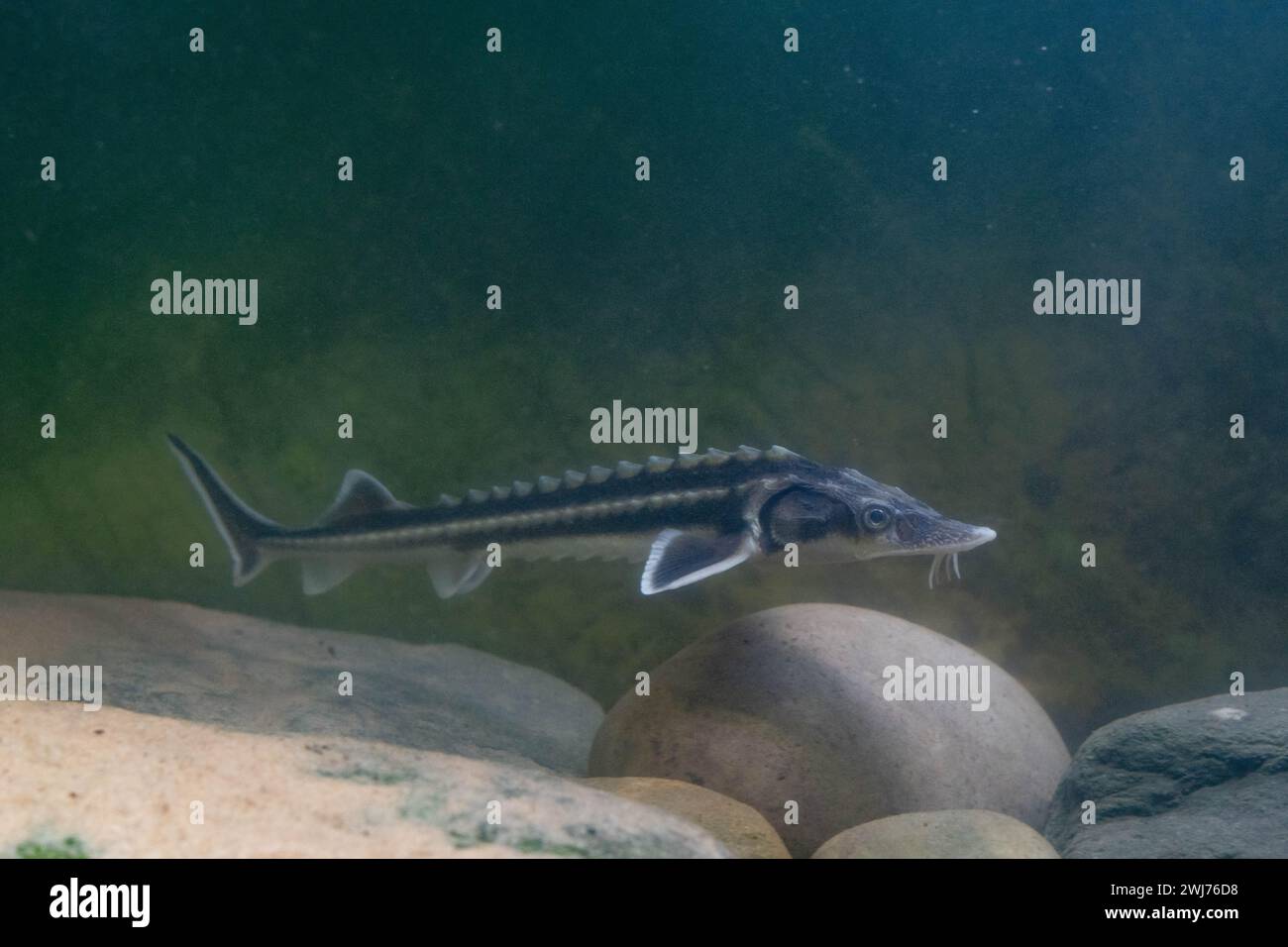 Acipenser guldenstaedti hi-res stock photography and images - Alamy