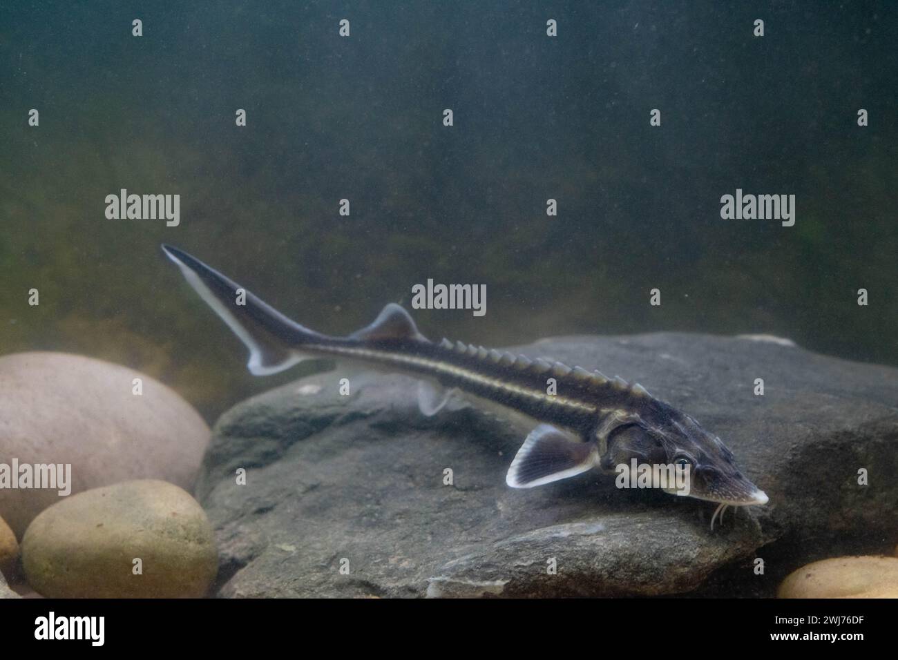 Diamond Sturgeon - Acipenser Guldenstaedti Stock Photo - Alamy