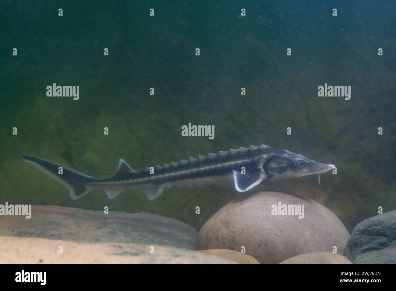 Diamond Sturgeon - Acipenser Guldenstaedti Stock Photo - Alamy