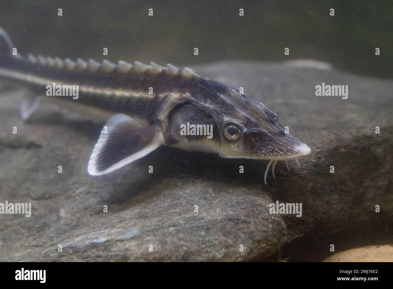 Diamond Sturgeon - Acipenser Guldenstaedti Stock Photo - Alamy
