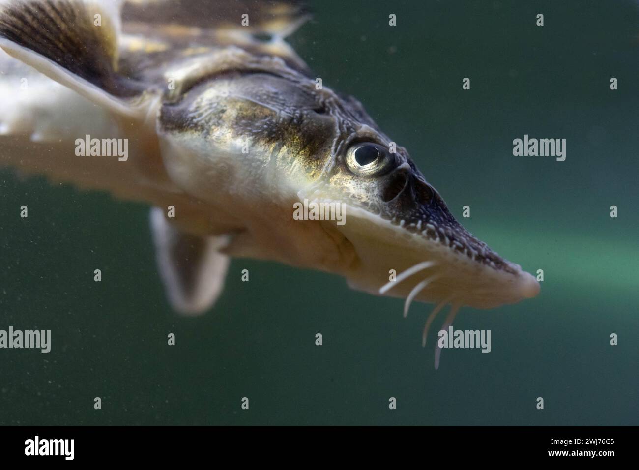 Diamond Sturgeon - Acipenser Guldenstaedti Stock Photo - Alamy