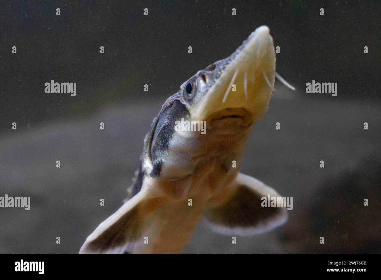 Diamond Sturgeon - Acipenser Guldenstaedti Stock Photo - Alamy