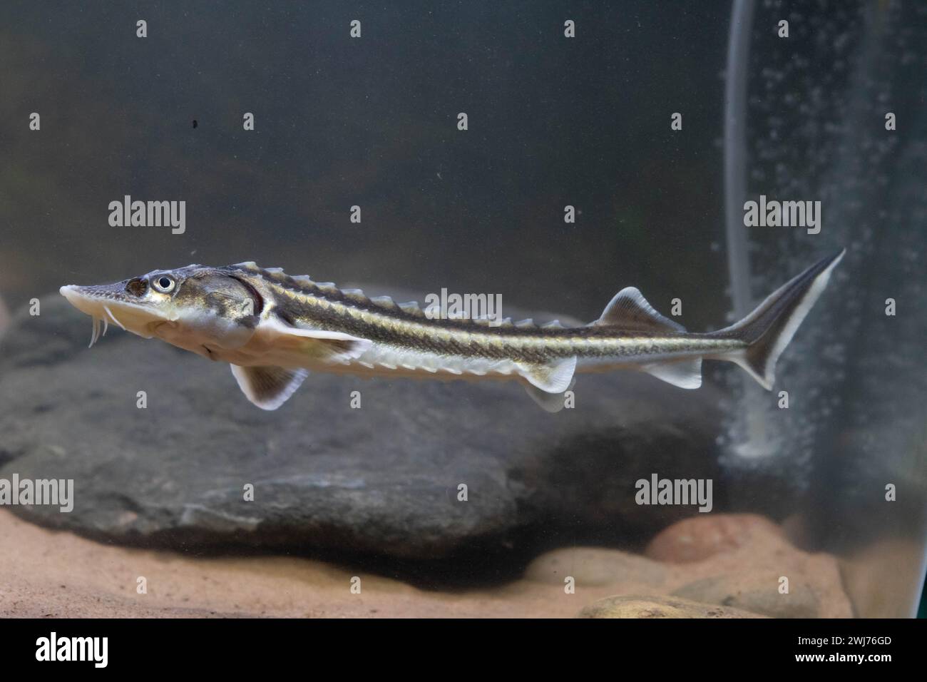 Acipenser guldenstaedti hi-res stock photography and images - Alamy