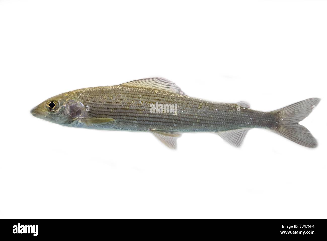 Thymallus thymallus grayling Cut Out Stock Images & Pictures - Alamy