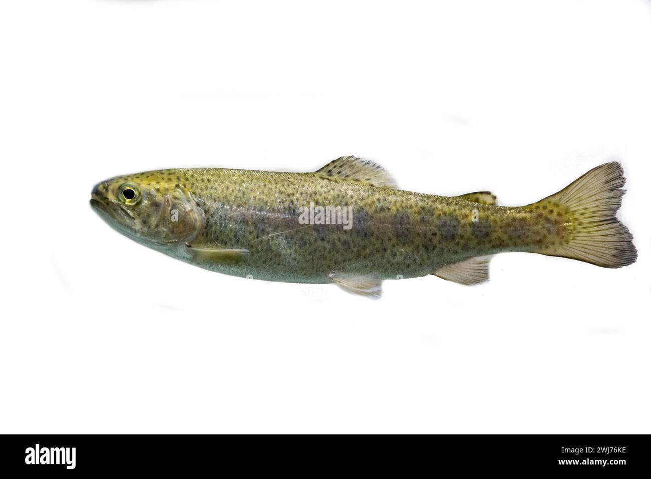 white back drop of a rainbow trout Stock Photo - Alamy