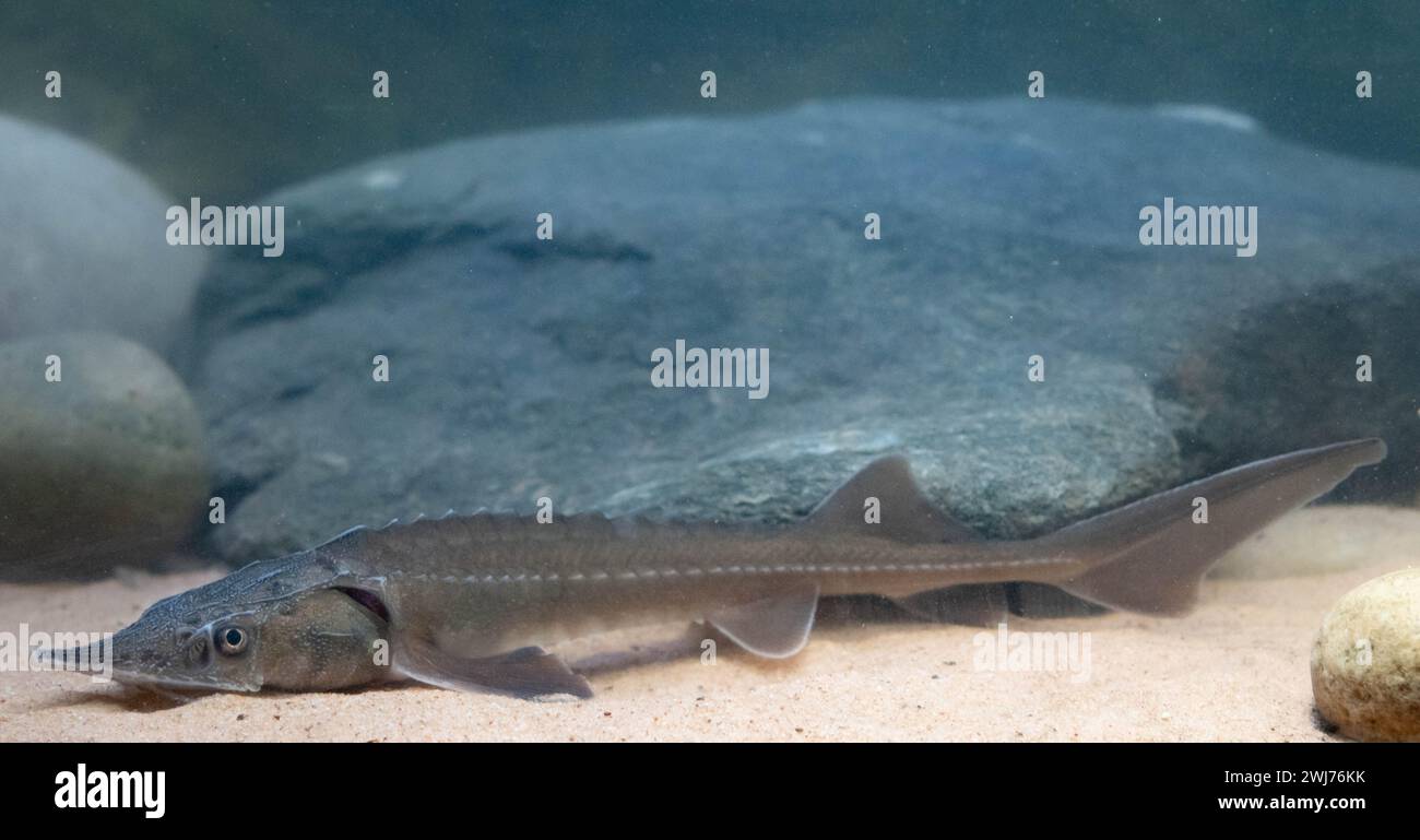 Siberian Sturgeon - Acipenser Baerii Stock Photo - Alamy