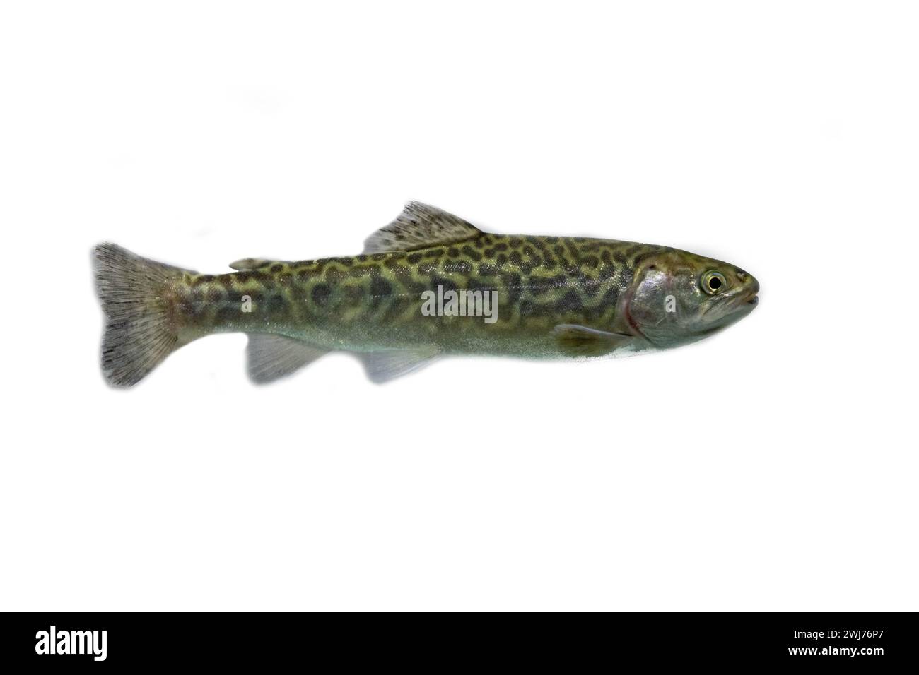 tiger trout swimming a hybrid of brook trout and brown trout Stock ...