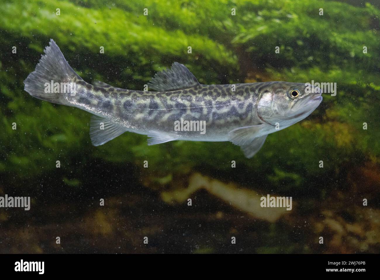 tiger trout swimming a hybrid of brook trout and brown trout Stock ...
