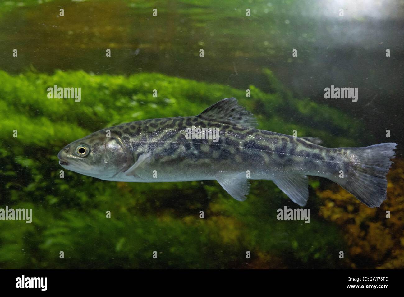 tiger trout swimming a hybrid of brook trout and brown trout Stock ...
