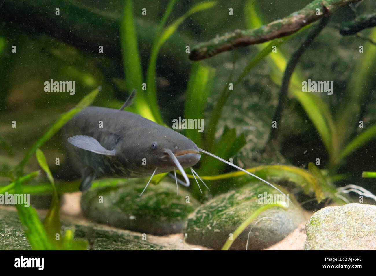 small wels catfish swimming around Stock Photo - Alamy