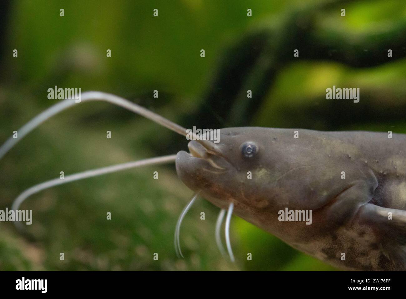 small wels catfish swimming around Stock Photo - Alamy