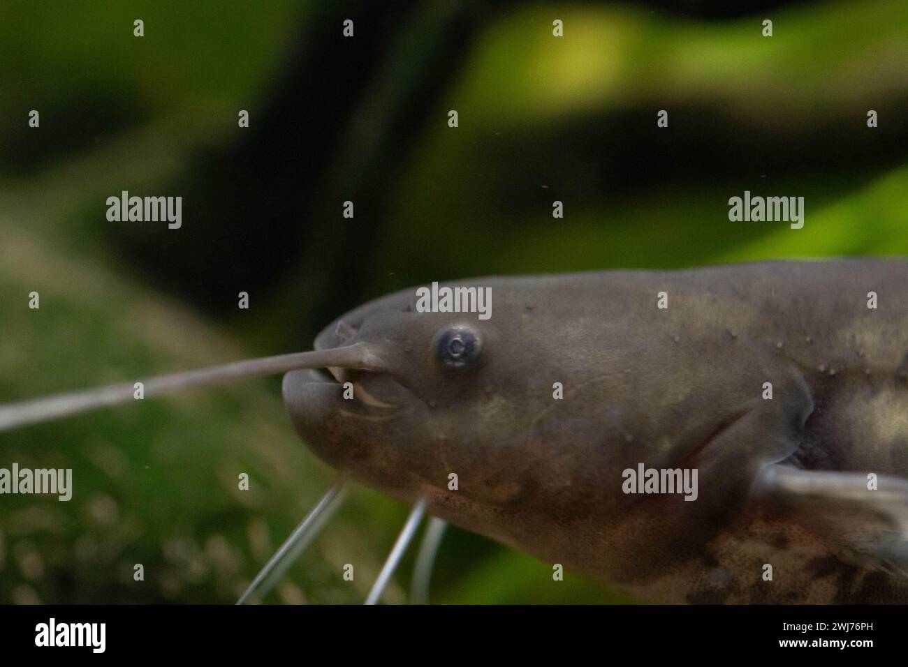 small wels catfish swimming around Stock Photo - Alamy