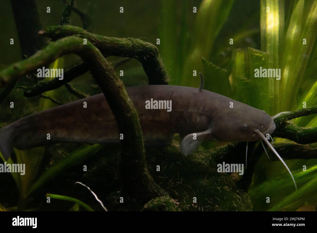 Small wels hi-res stock photography and images - Alamy