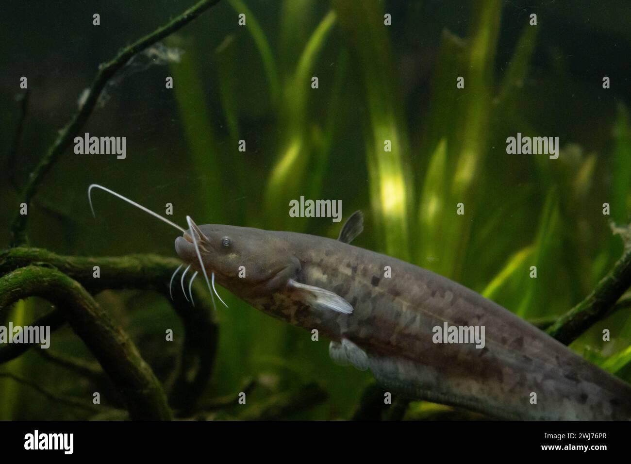 small wels catfish swimming around Stock Photo - Alamy