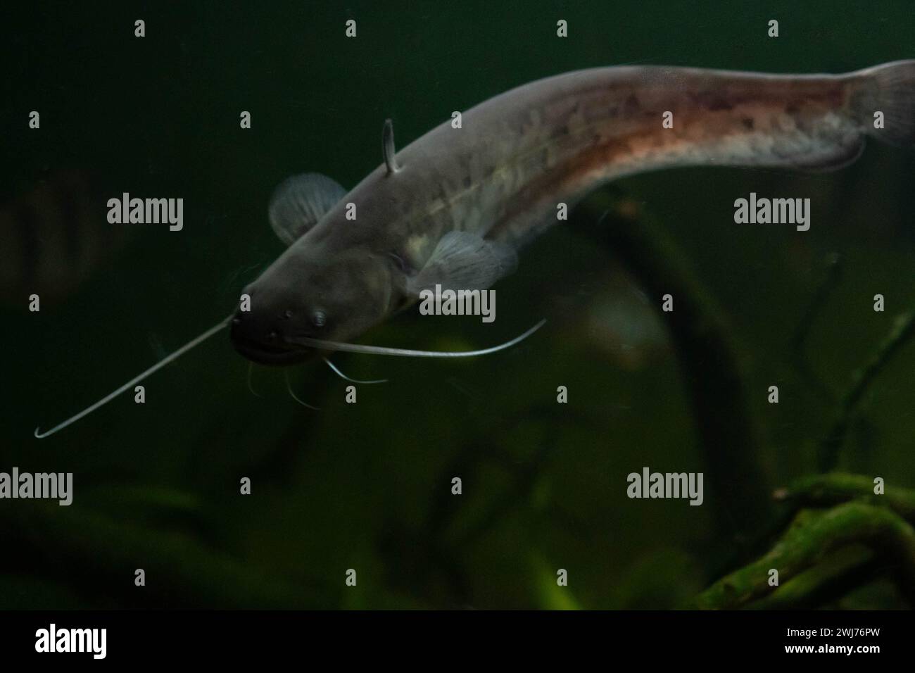 small wels catfish swimming around Stock Photo - Alamy