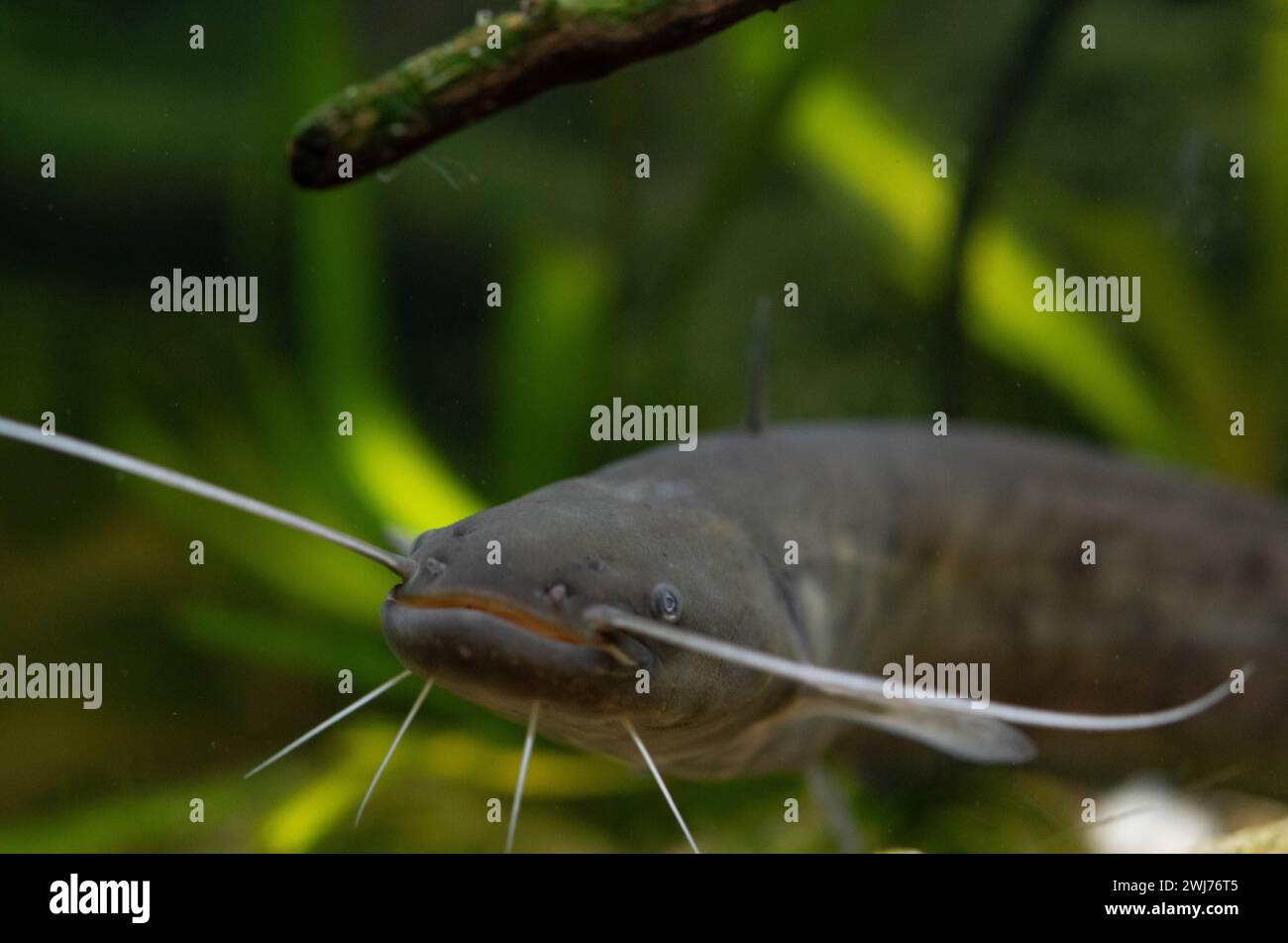 small wels catfish swimming around Stock Photo - Alamy