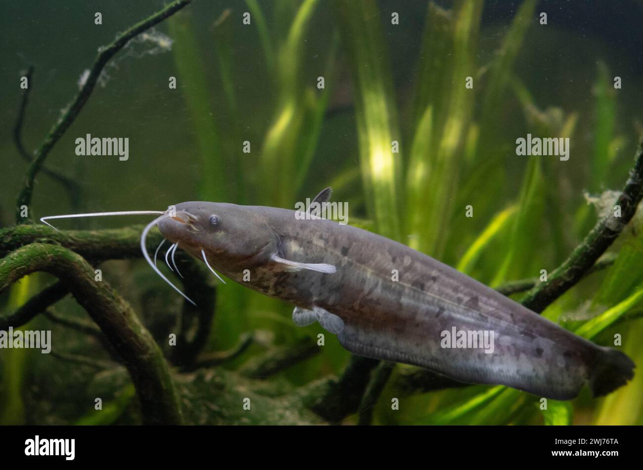 small wels catfish swimming around Stock Photo - Alamy
