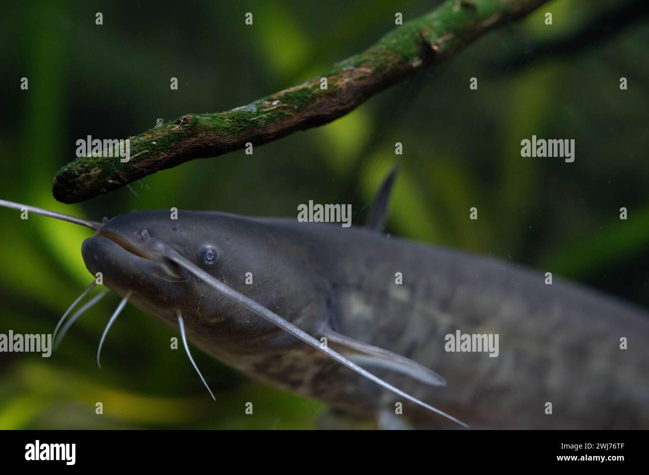 small wels catfish swimming around Stock Photo - Alamy