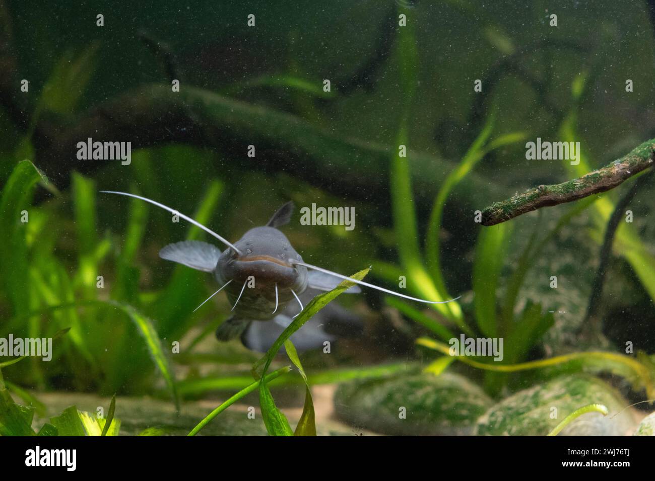 small wels catfish swimming around Stock Photo - Alamy