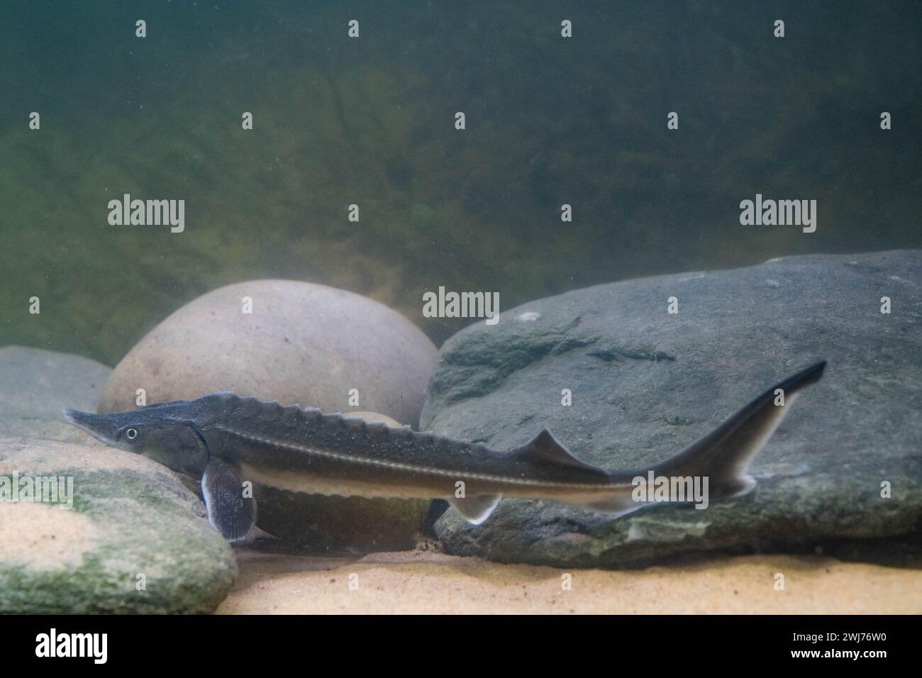 White Edged Sterlet (Dwarf Sturgeon) - Acipenser Ruthensus Stock Photo ...