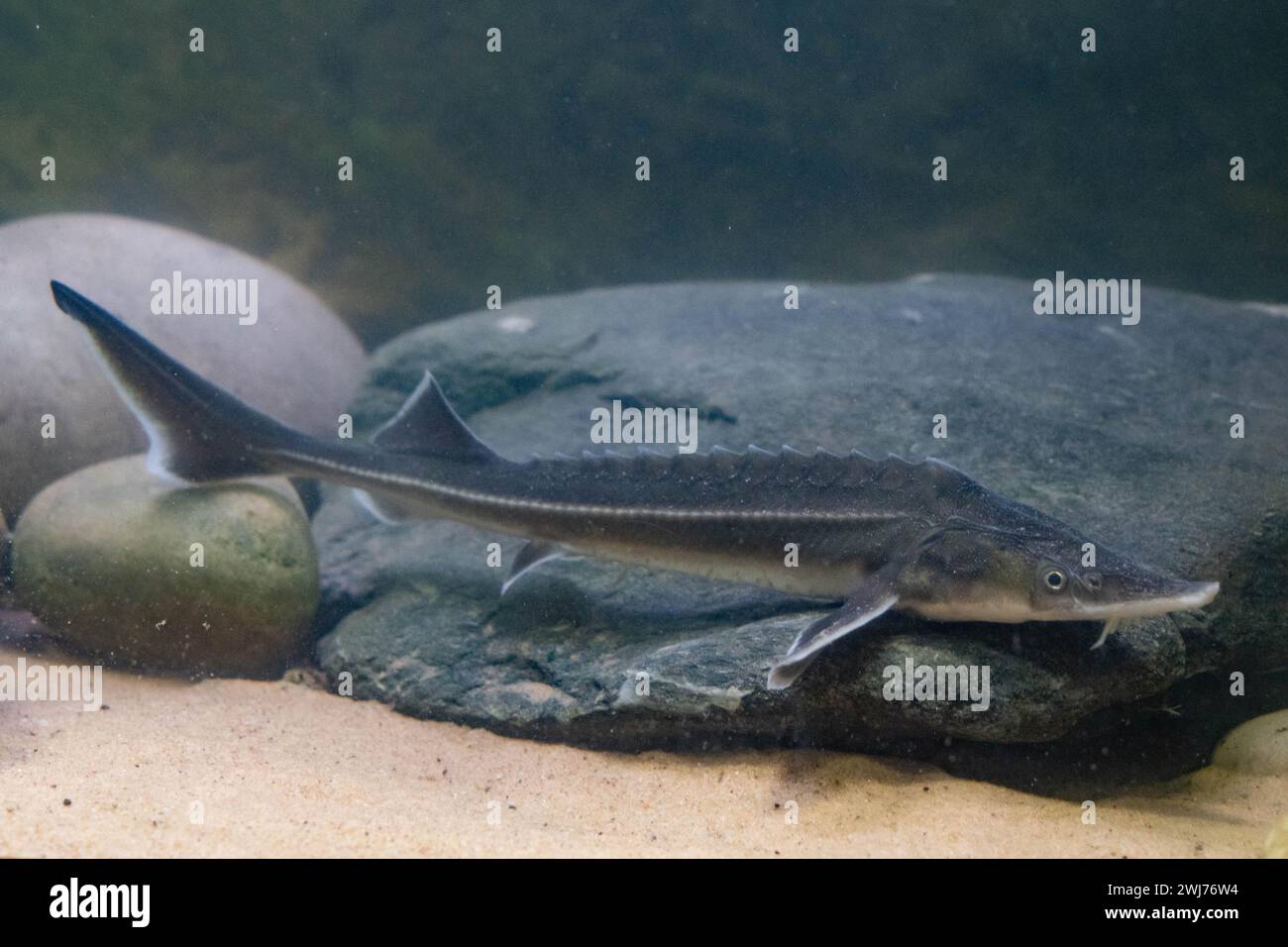 Dwarf sturgeon hi-res stock photography and images - Alamy