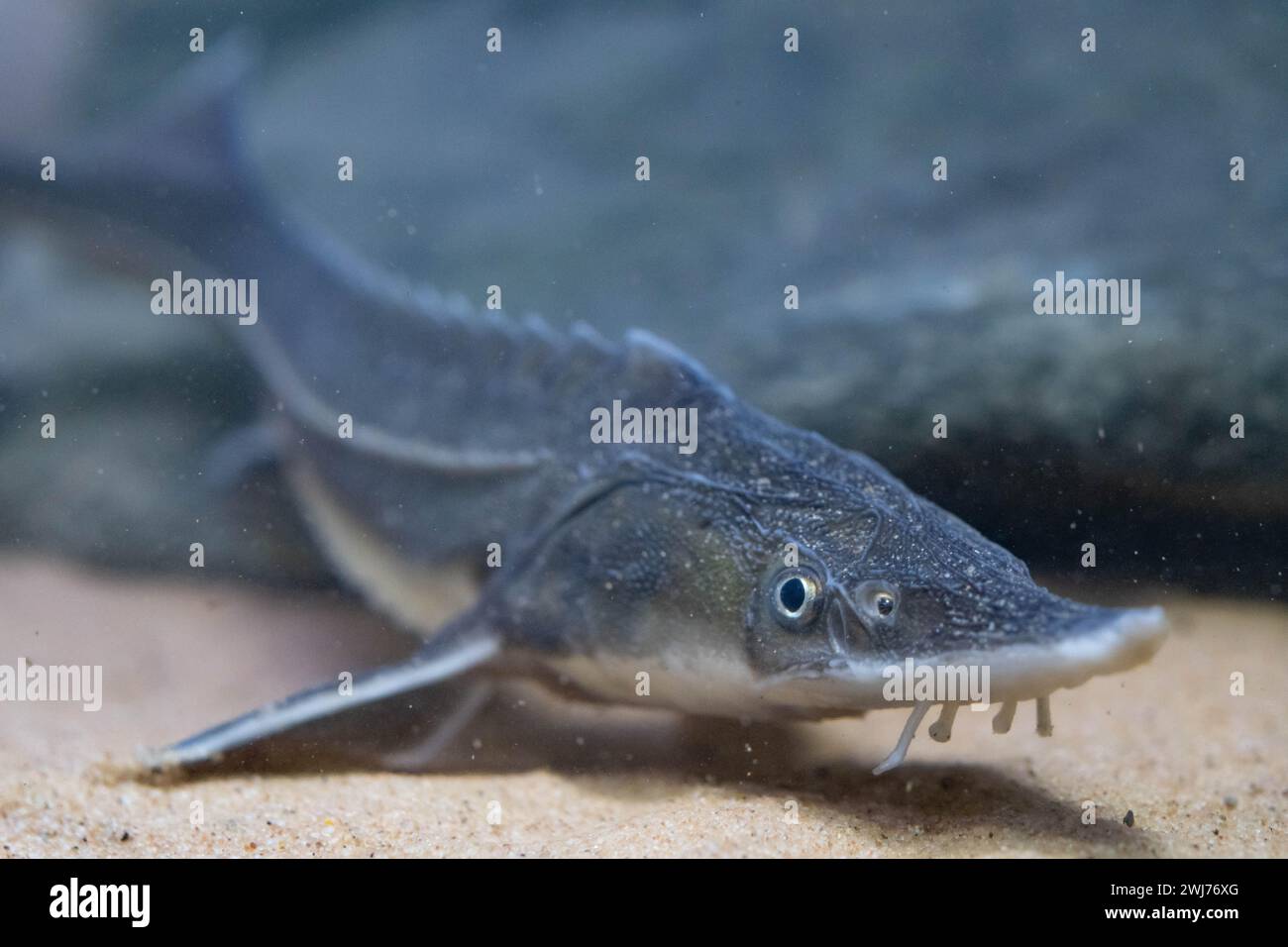White Edged Sterlet (Dwarf Sturgeon) - Acipenser Ruthensus Stock Photo ...