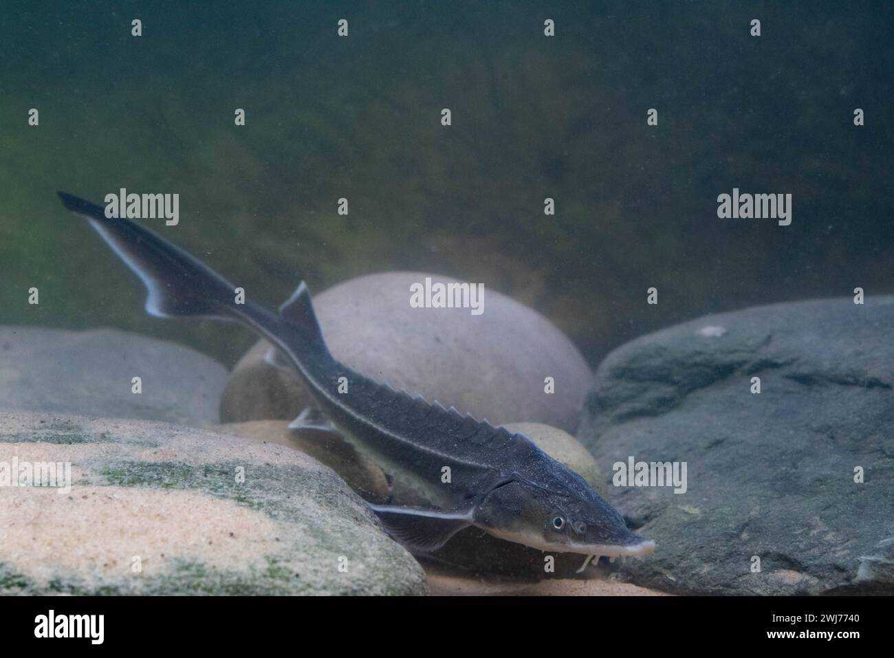 Dwarf sturgeon hi-res stock photography and images - Alamy