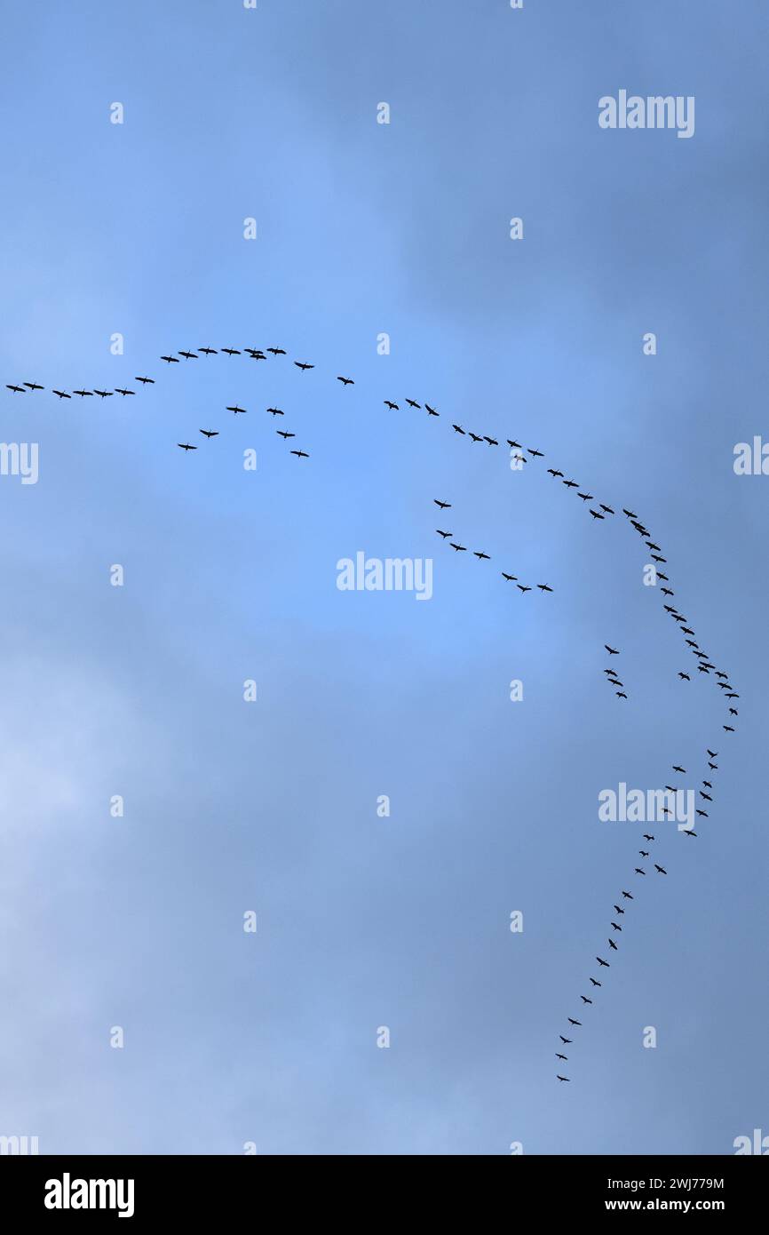 Common Cranes ( Grus grus ), huge flock in flight high up in the sky ...