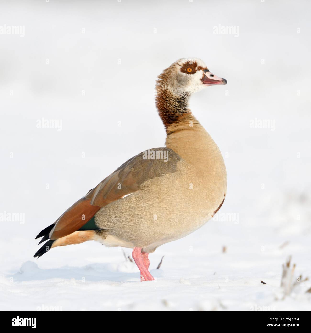 Egyptian Goose (Alopochen aegyptiacus) in winter, standing on farmland ...