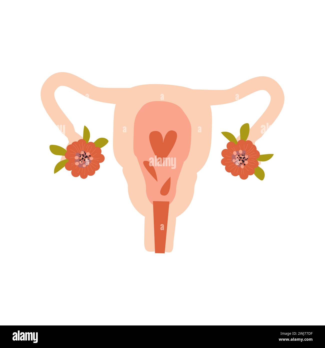 The Female Reproductive System Stock Vector Female Reproductive System 2777