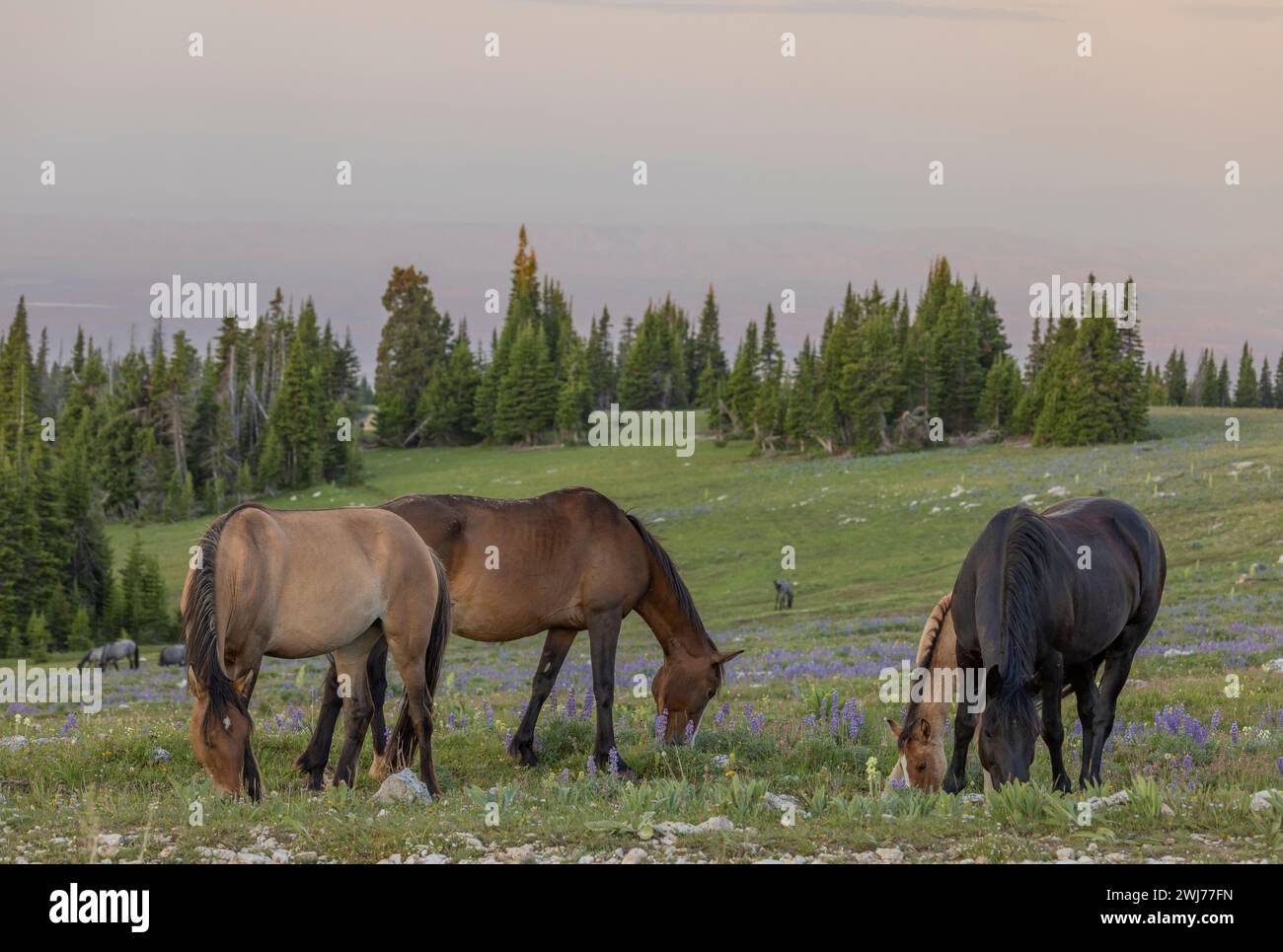 Wild Horses in Summer in the Pryor Mountains Montana Stock Photo - Alamy