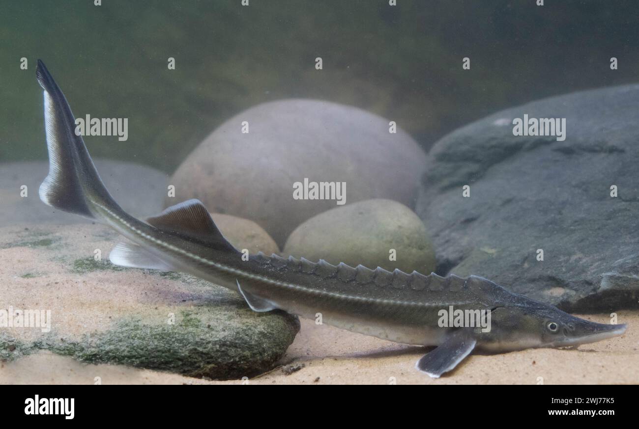 White Edged Sterlet (Dwarf Sturgeon) - Acipenser Ruthensus Stock Photo ...