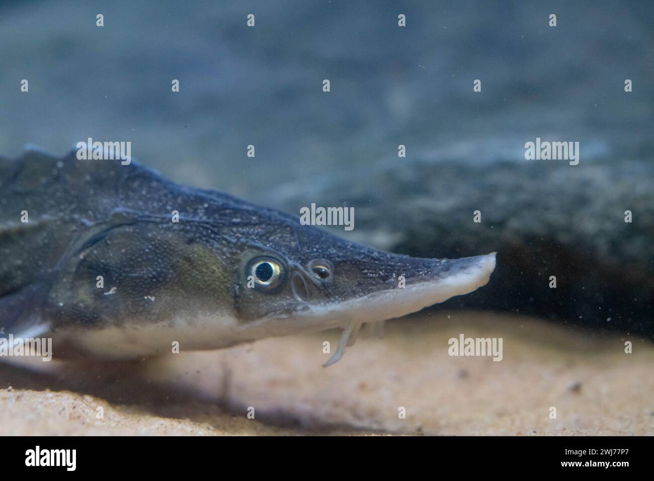 White Edged Sterlet (Dwarf Sturgeon) - Acipenser Ruthensus Stock Photo ...