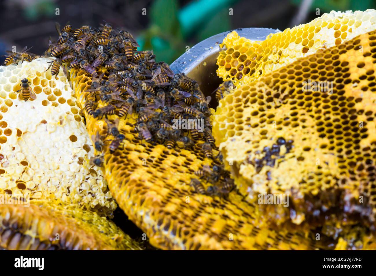 photo of a honey wasp nest ready to be harvested Stock Photo - Alamy