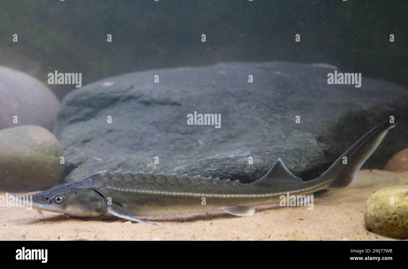 White Edged Sterlet (Dwarf Sturgeon) - Acipenser Ruthensus Stock Photo ...