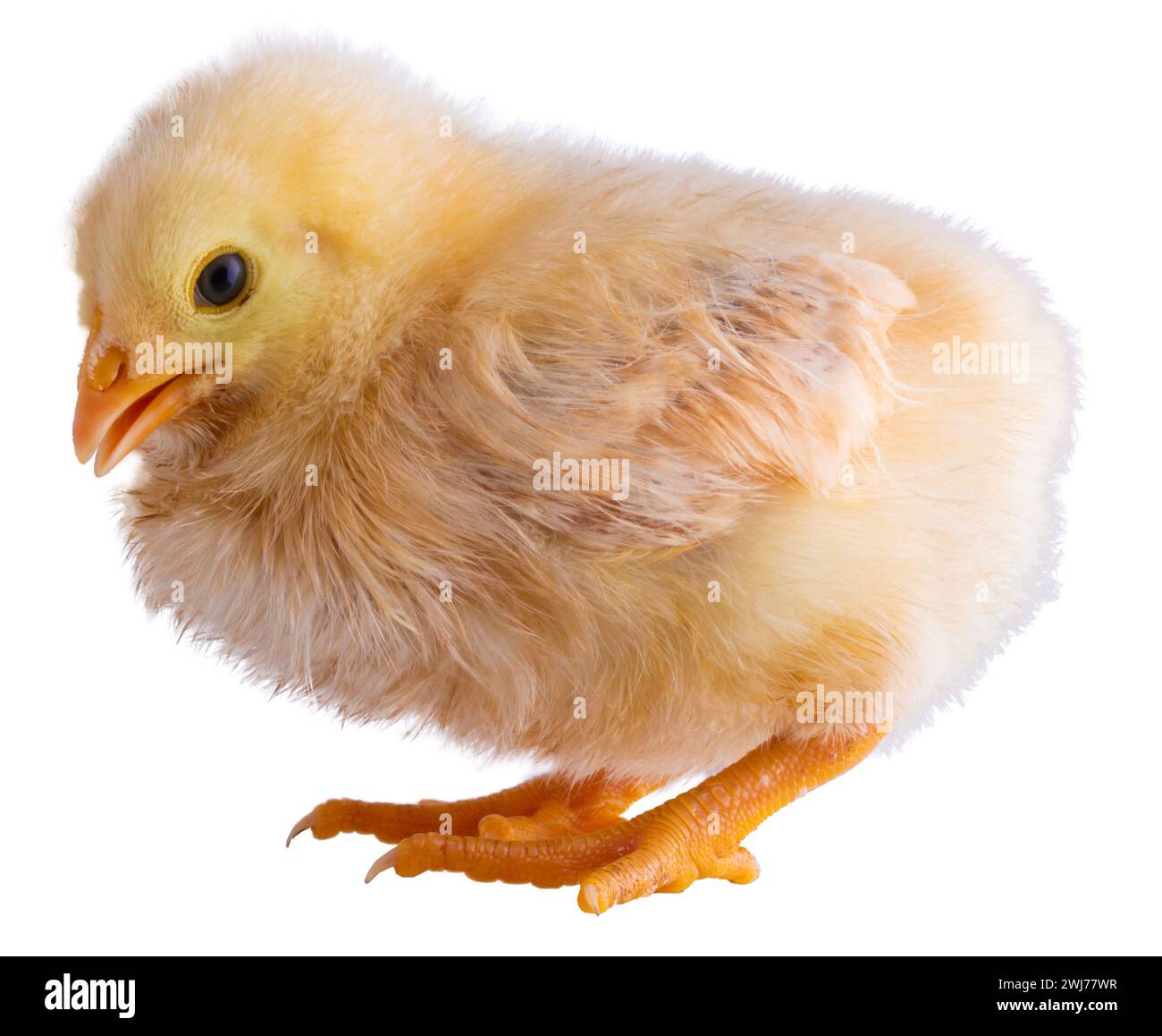 Buff Orpington chicken chick that is bright gold and yellow isolated ...