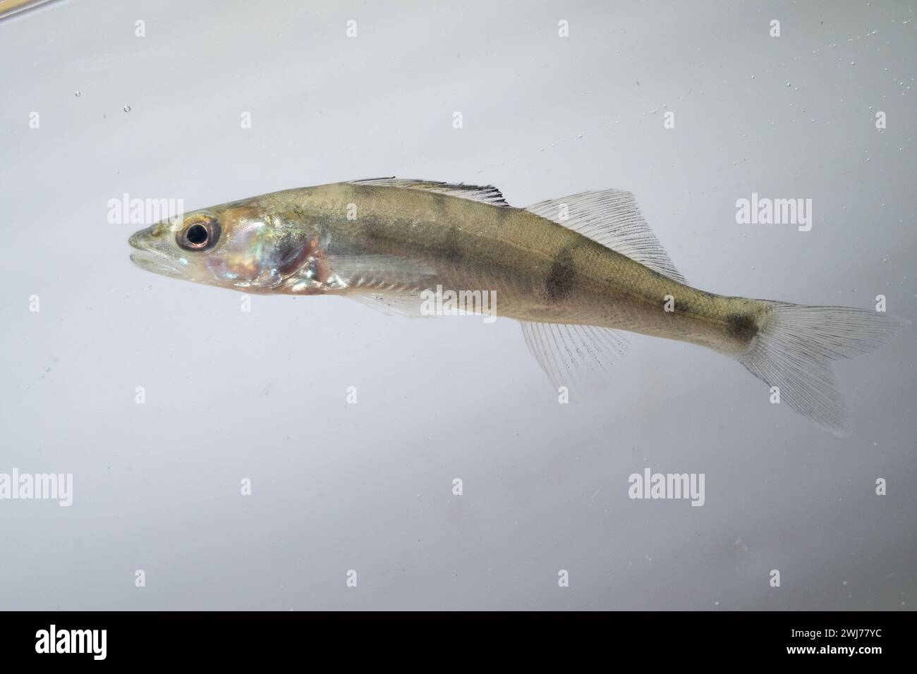 small zander on a white background Stock Photo - Alamy