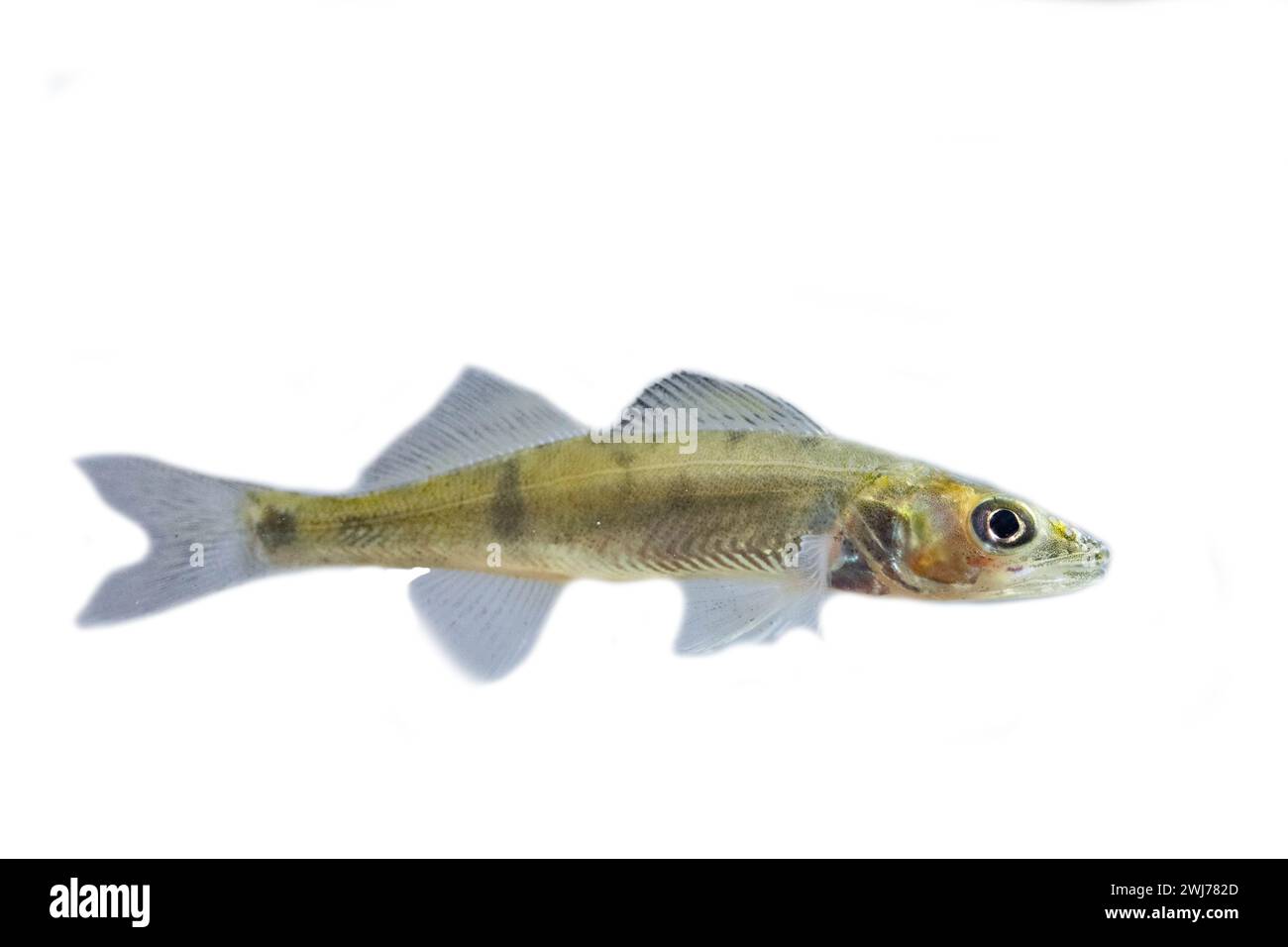 small zander on a white background Stock Photo - Alamy
