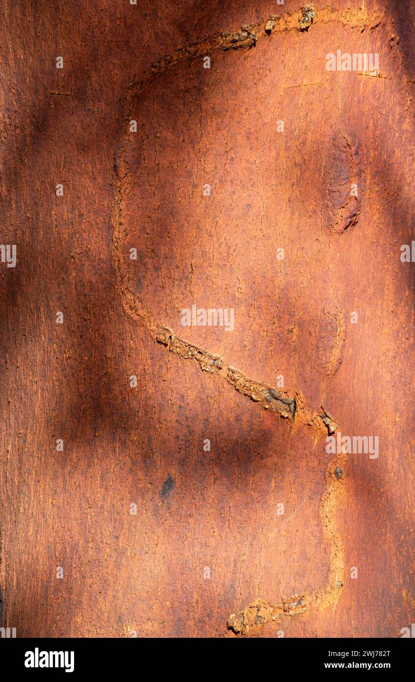 Red oak background, texture series Stock Photo - Alamy