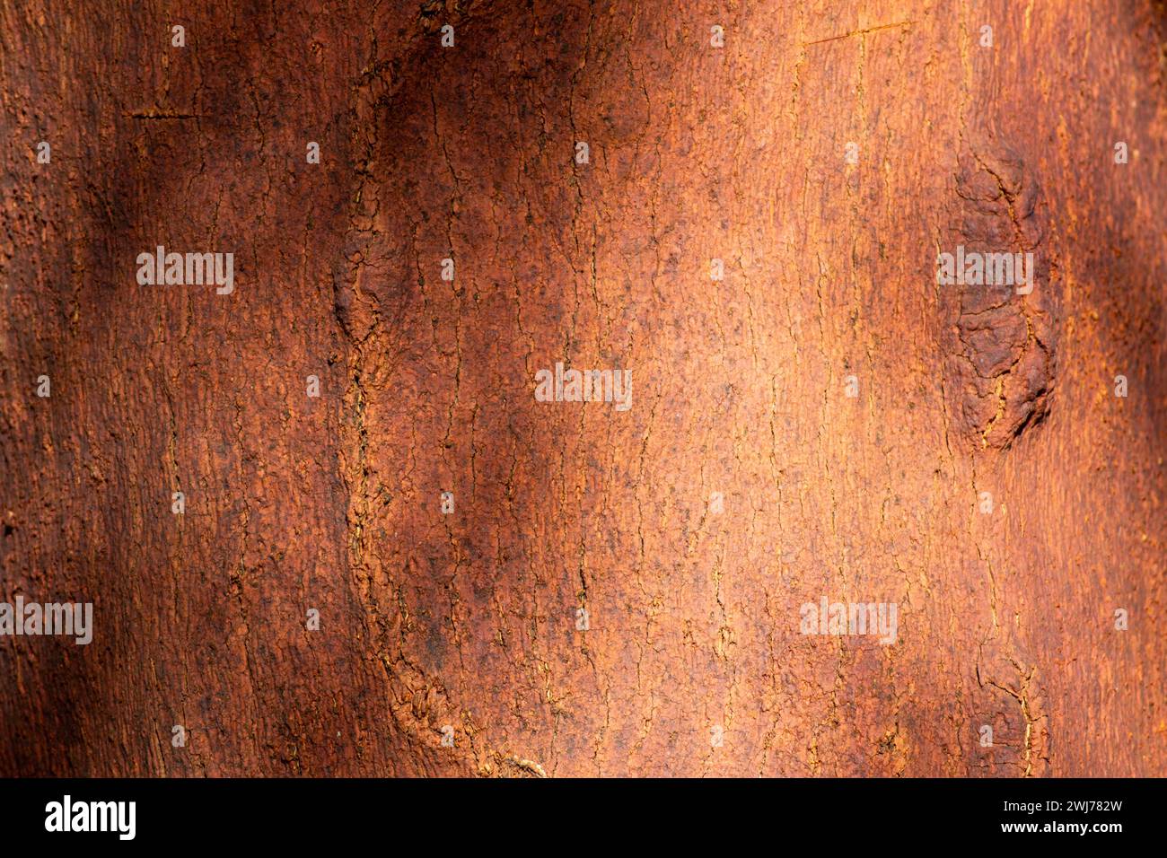 Red oak background, texture series Stock Photo - Alamy