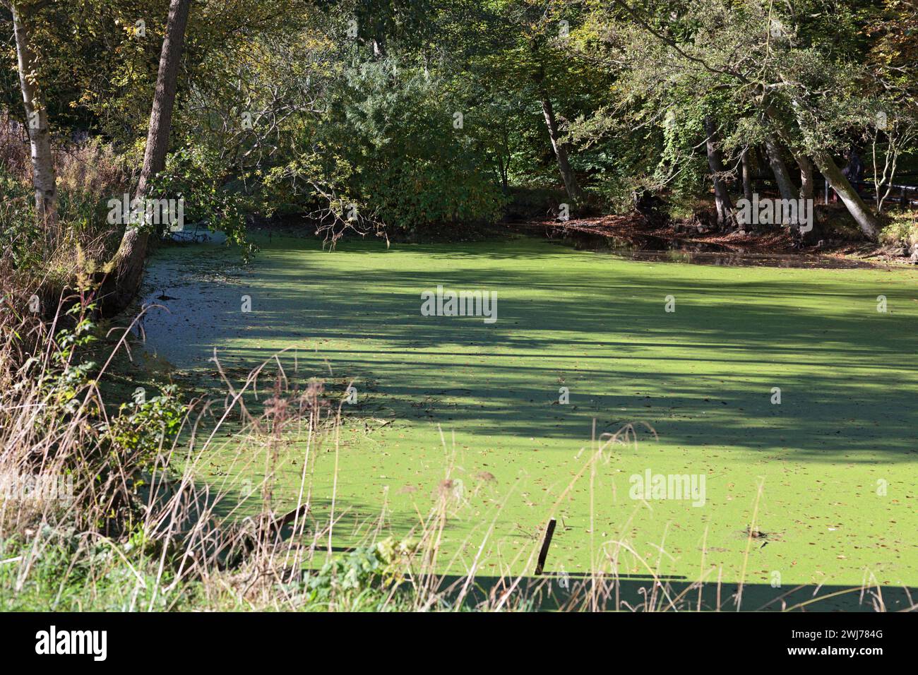 Beach covered in greenery hi-res stock photography and images - Alamy