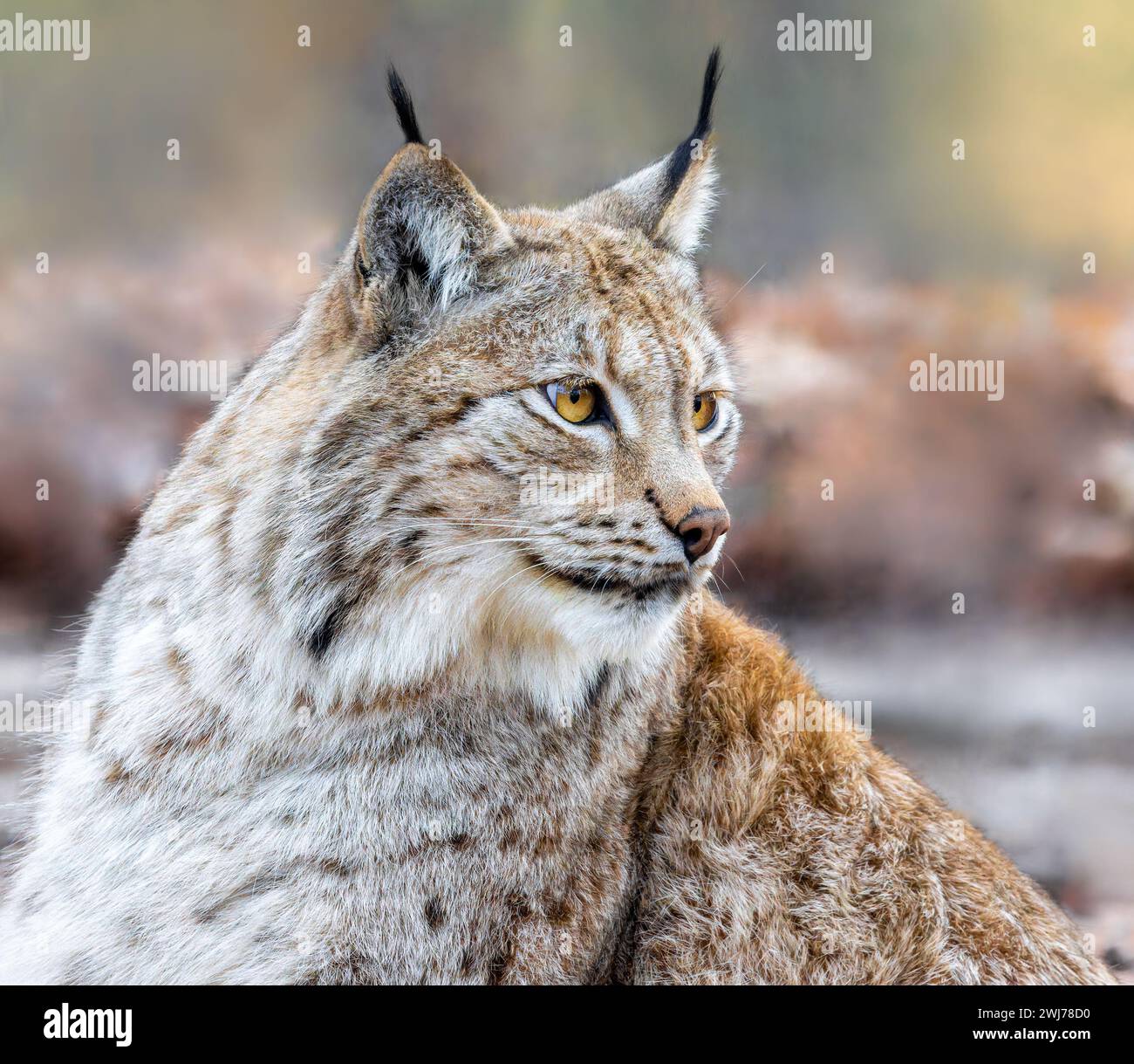 Close up view of an Eurasian lynx (Lynx lynx Stock Photo - Alamy