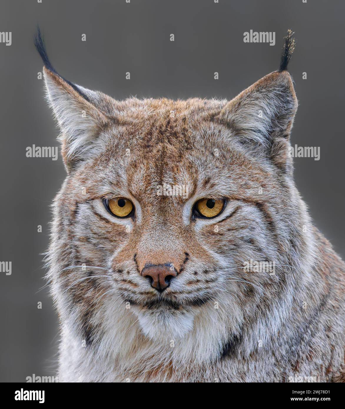 Frontal Close up view of an Eurasian lynx (Lynx lynx Stock Photo - Alamy