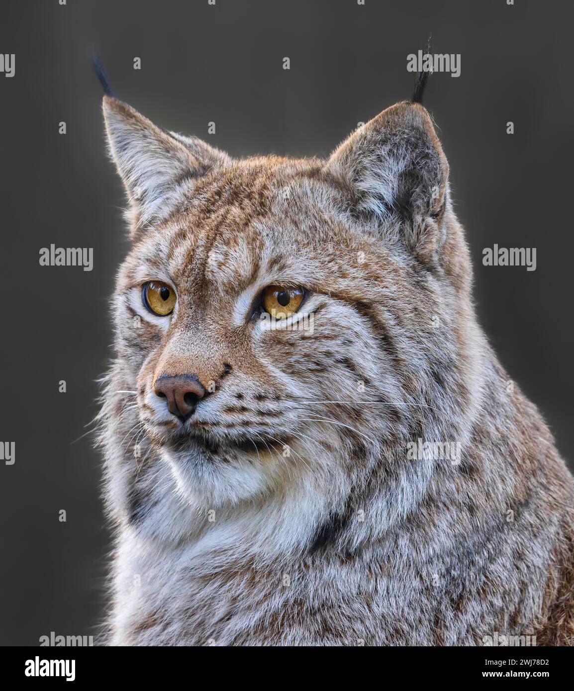 Lynx lynx lynx hi-res stock photography and images - Alamy