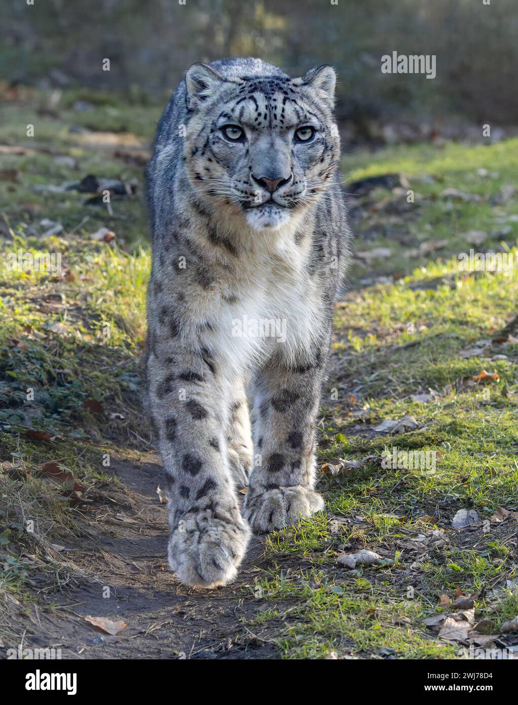 Frontal Close-up view of a walking Snow leopard (Unica unica Stock ...